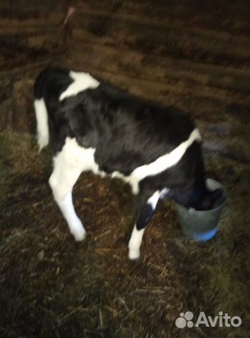 Теленок 1 месяц