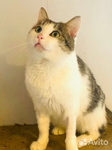 Котик Антошкин ждет свой диванчик в клетке