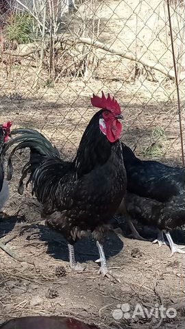 Куры и петухи минорка