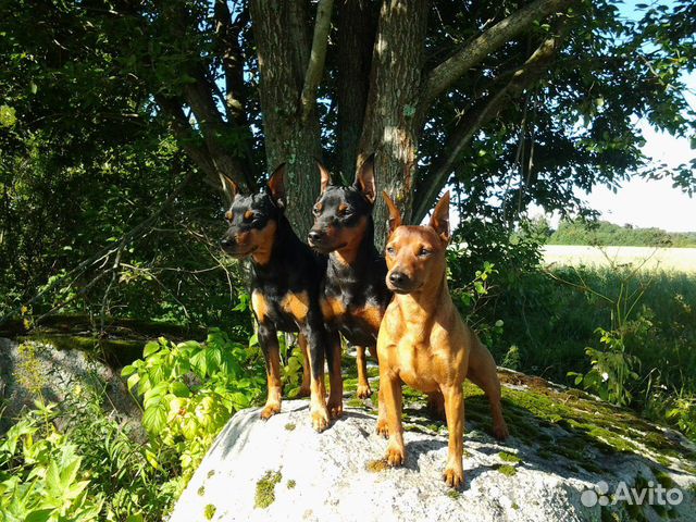 Щенки цвергпинчера