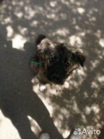 Собака Потеряшкин Потеряшкович