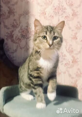 Чудная кисуля