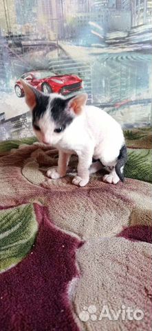 2 котёнка Донской Сфинкс Браш