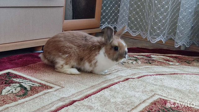 Декоративный кролик