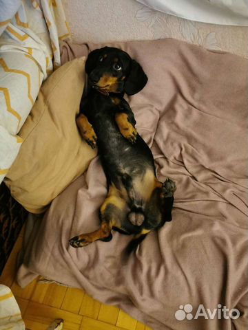 Кроличья такса ищет дом