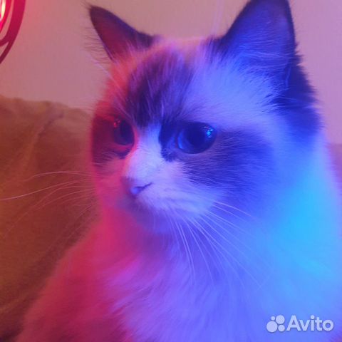 Котята Рэгдолл