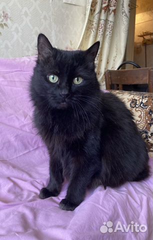 Кошечка осталась без хозяйки