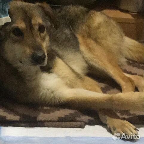 Собака с особенностью в добрые руки