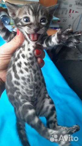 Маленькие озорники