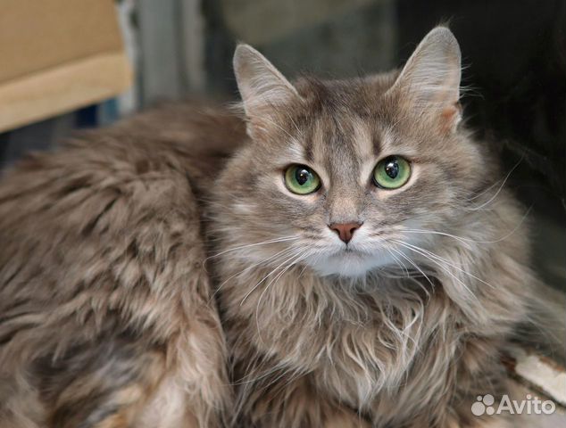 Кошки в добрые руки