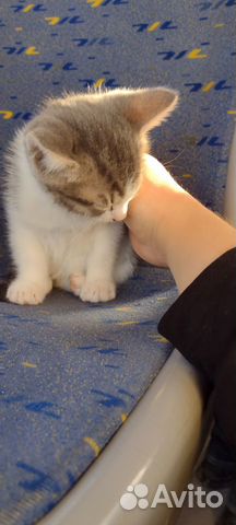 Маленький котик путешественник в добрые руки