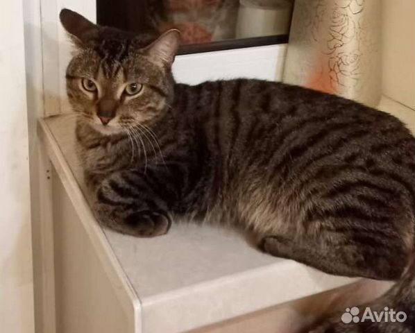 Ласковый котик Самсон ищет дом