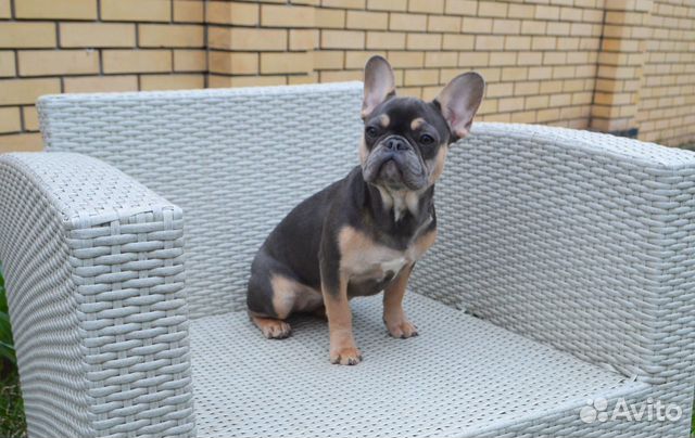 Подрощенные девочки. Голубой с подпалом окрас