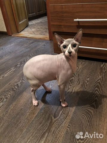 Канадский сфинкс