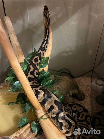 Продам змею