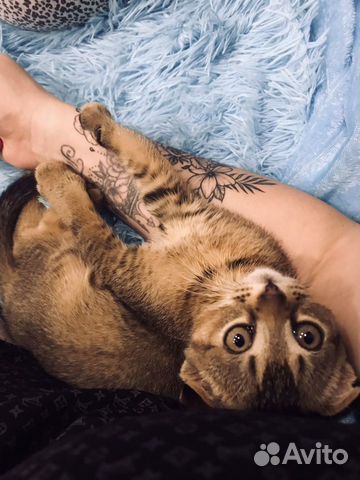 Вислоухий кот