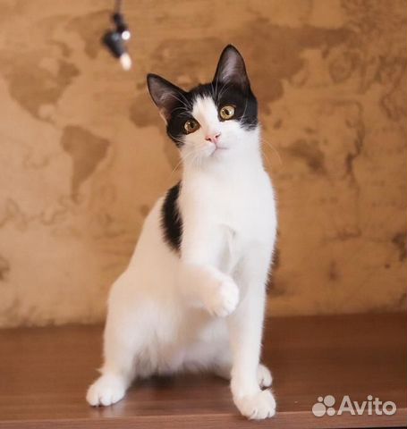 Кошка с вирусной лейкемией Эми в добрые руки