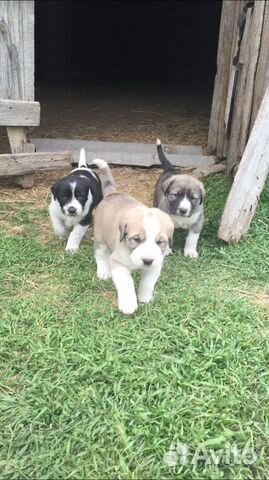 Шенки кавказкого валкадава