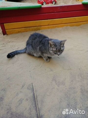 Кошки в добрые руки бесплатно