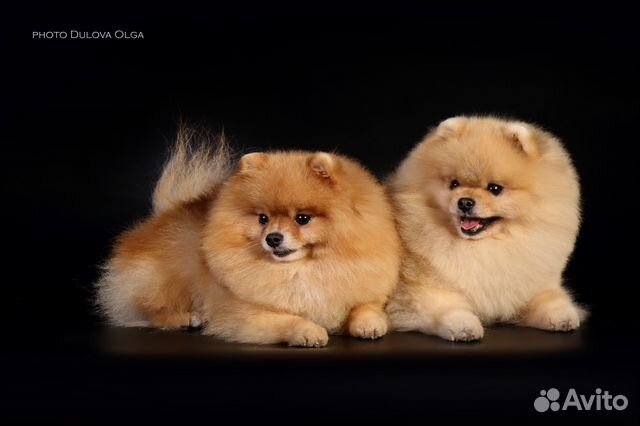 Алиментные щенки от отцов-чемпионов