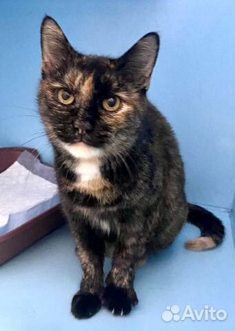 Добрейшая здоровая кошечка. Выпуск на улицу