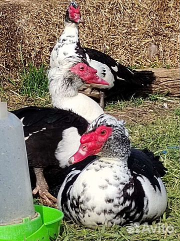 Селезень индоутки