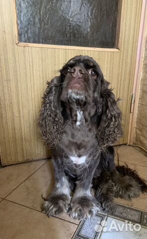 Кокер спаниель американский вязка