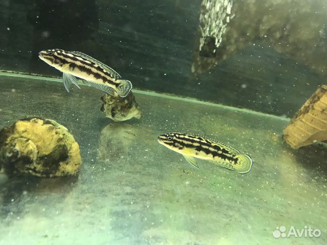 Юлидохромис