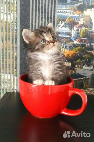 Кошка котенок 1 месяц