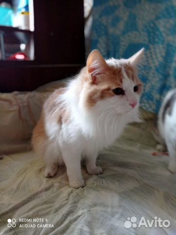 Красивый большой кот