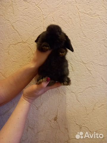 Декоративный кролик (вислоухий крольчонок)