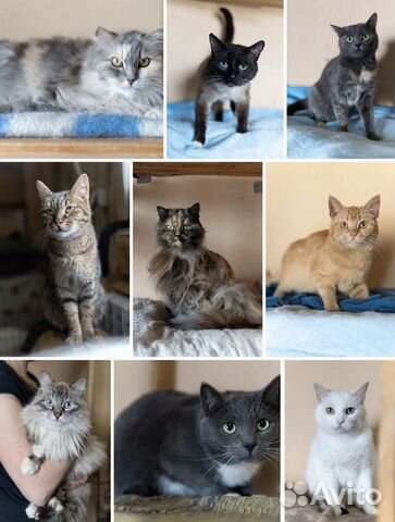Кошки из приюта ищут дом