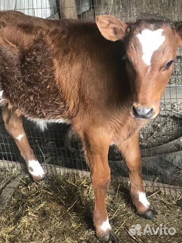 Бычок и телка