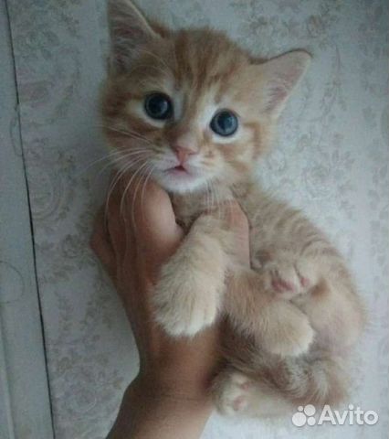 Плюшевые мальчики