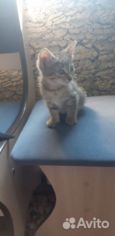 Серый полосатый котенок