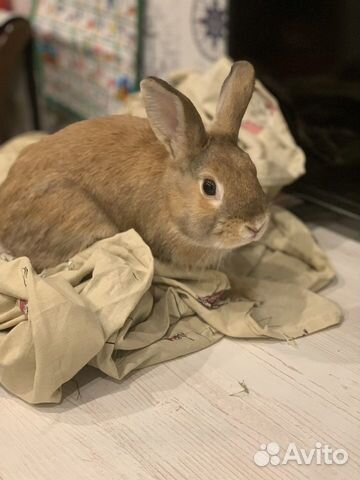 Кролик
