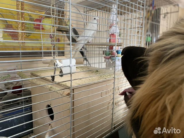 Сложившаяся Пара бесщеких Корелл