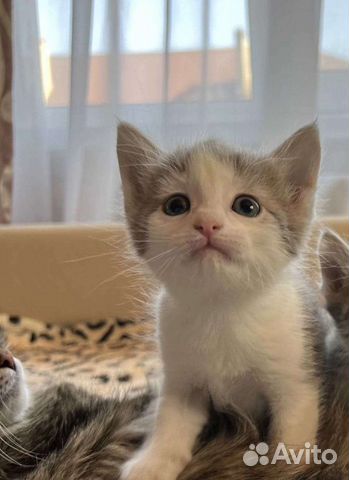 Котёнок
