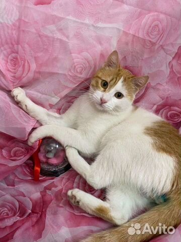 Кот в добрые руки