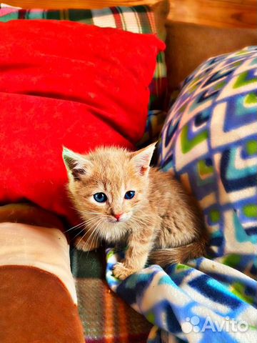 Котята в добрые руки бесплатно в дар