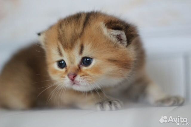 Клубные британские золотые шиншиллы