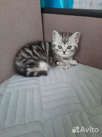 Шотландский прямоухий котёнок