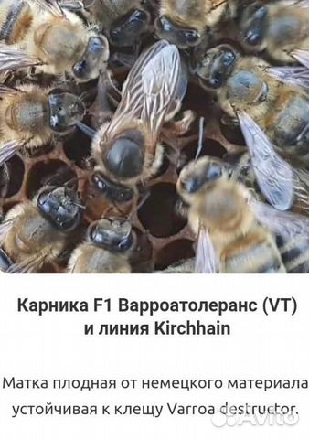 Матка Карника F1 Варроатолеранс (VT) Kirchhain