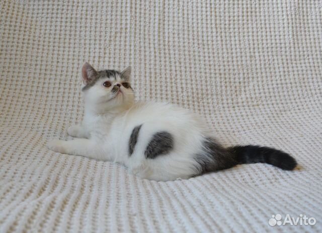 Котик Лимбо