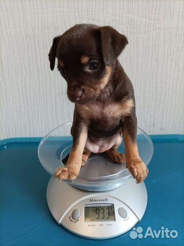 Той-терьер девочка шоколадка