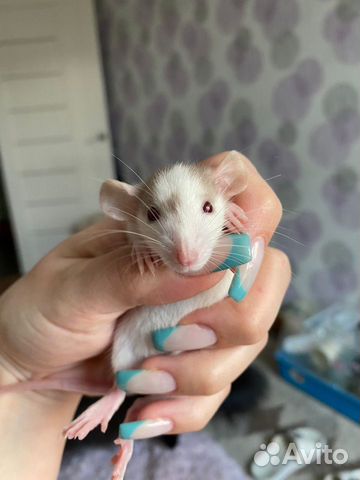 Крысы дамбо девочки