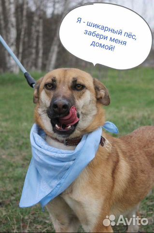 Собака в добрые руки, зовут Бивис