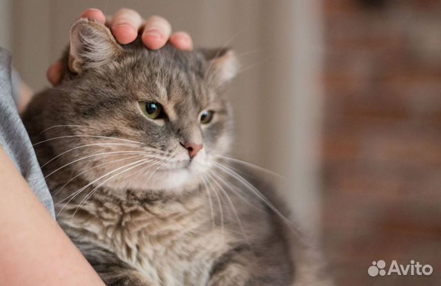 Шикарный кот ищет дом, Ося