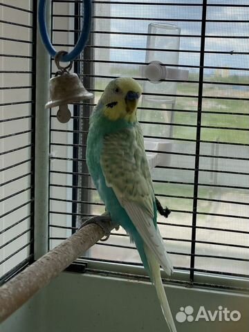 Волнистый Попугай самец