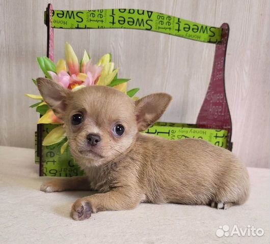 Яркий лучик солнца